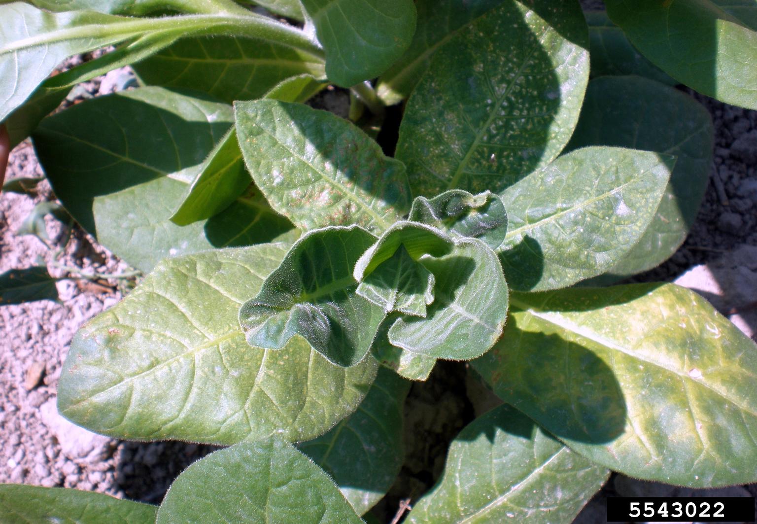 tomato spotted wilt virus (TSWV) (Tospovirus Tomato spotted wilt virus)