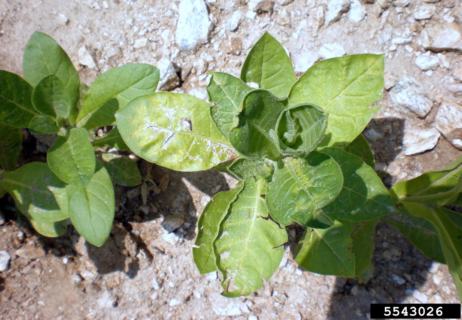 tomato spotted wilt virus (TSWV) (Tospovirus Tomato spotted wilt virus)