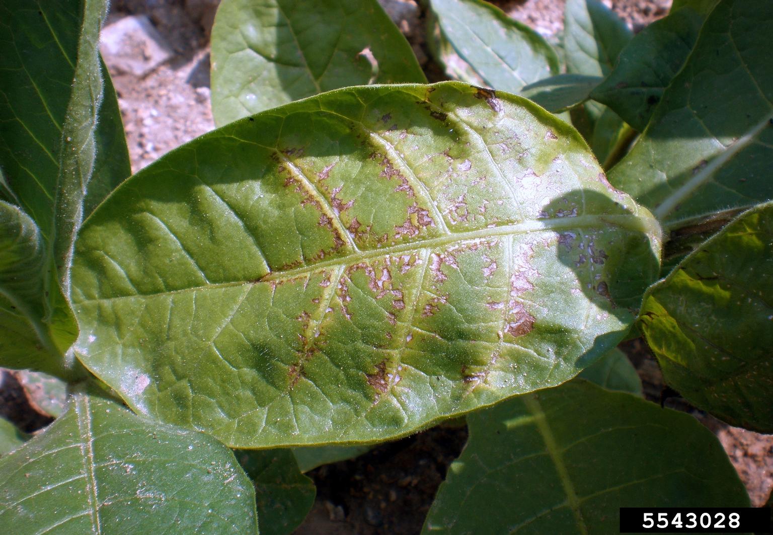 tomato spotted wilt virus (TSWV) (Tospovirus Tomato spotted wilt virus)