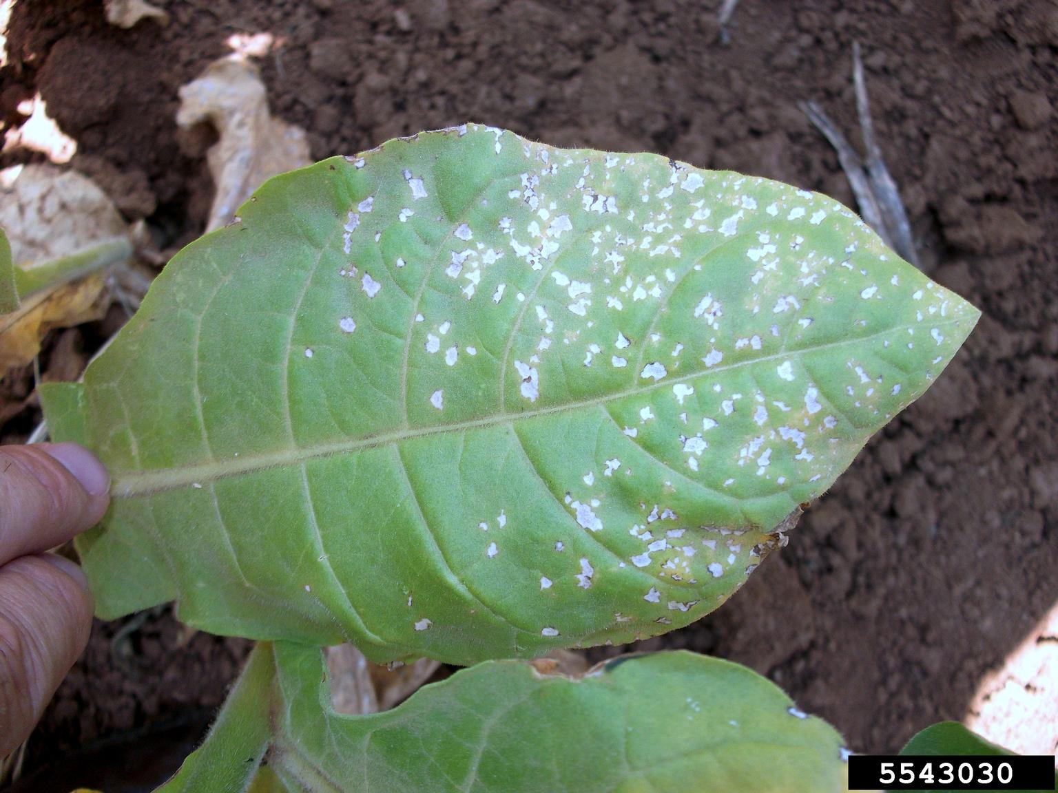 tobacco (Genus Nicotiana)