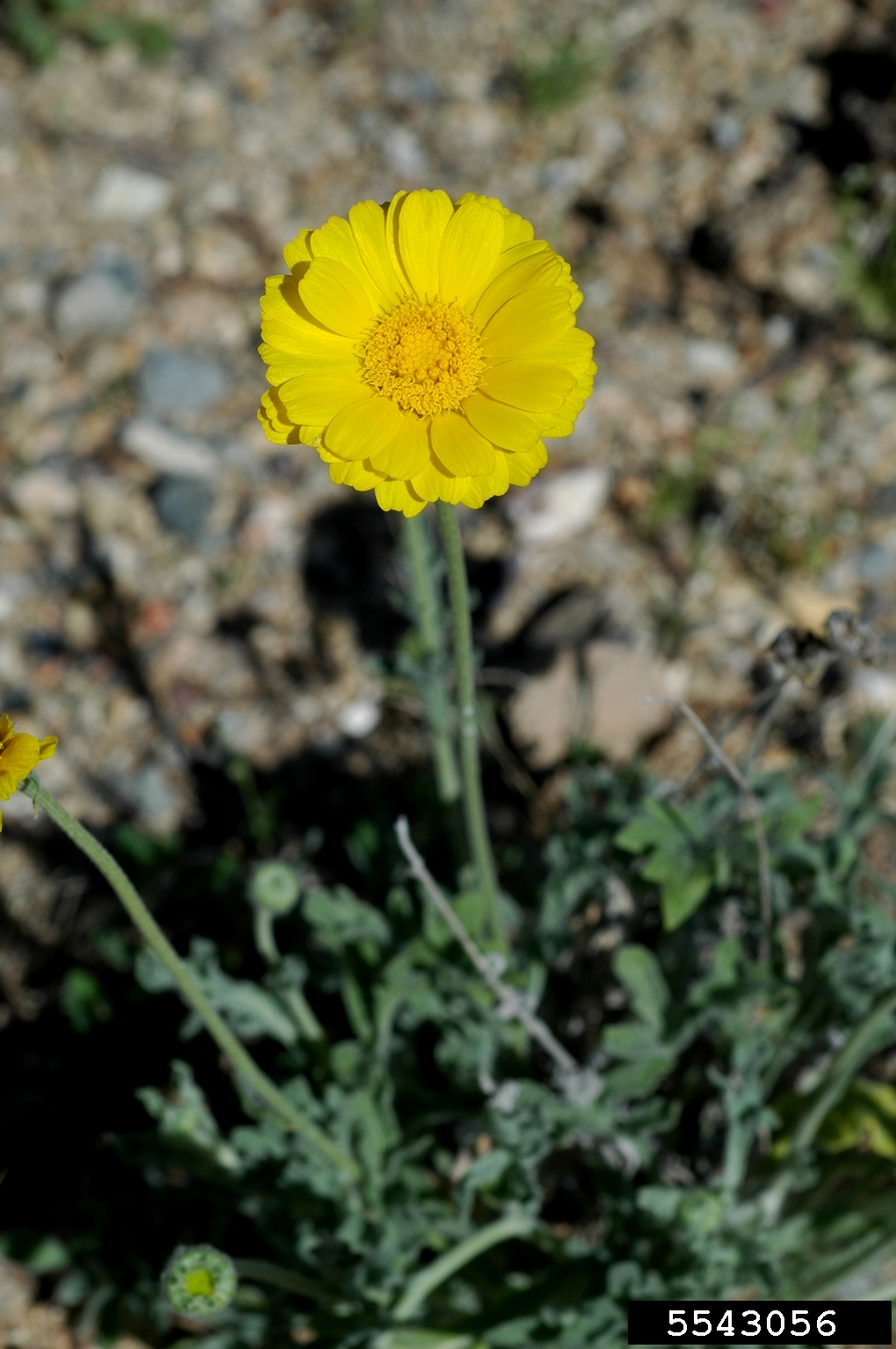 desert-marigold (Baileya multiradiata Harv. & A. Gray ex A. Gray)