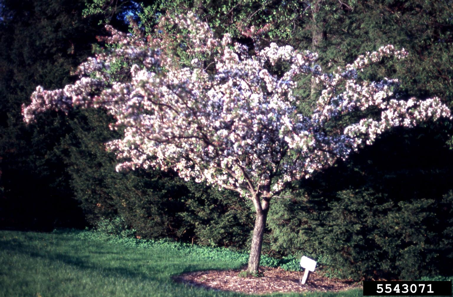 Chinese crab apple (Malus hupehensis)