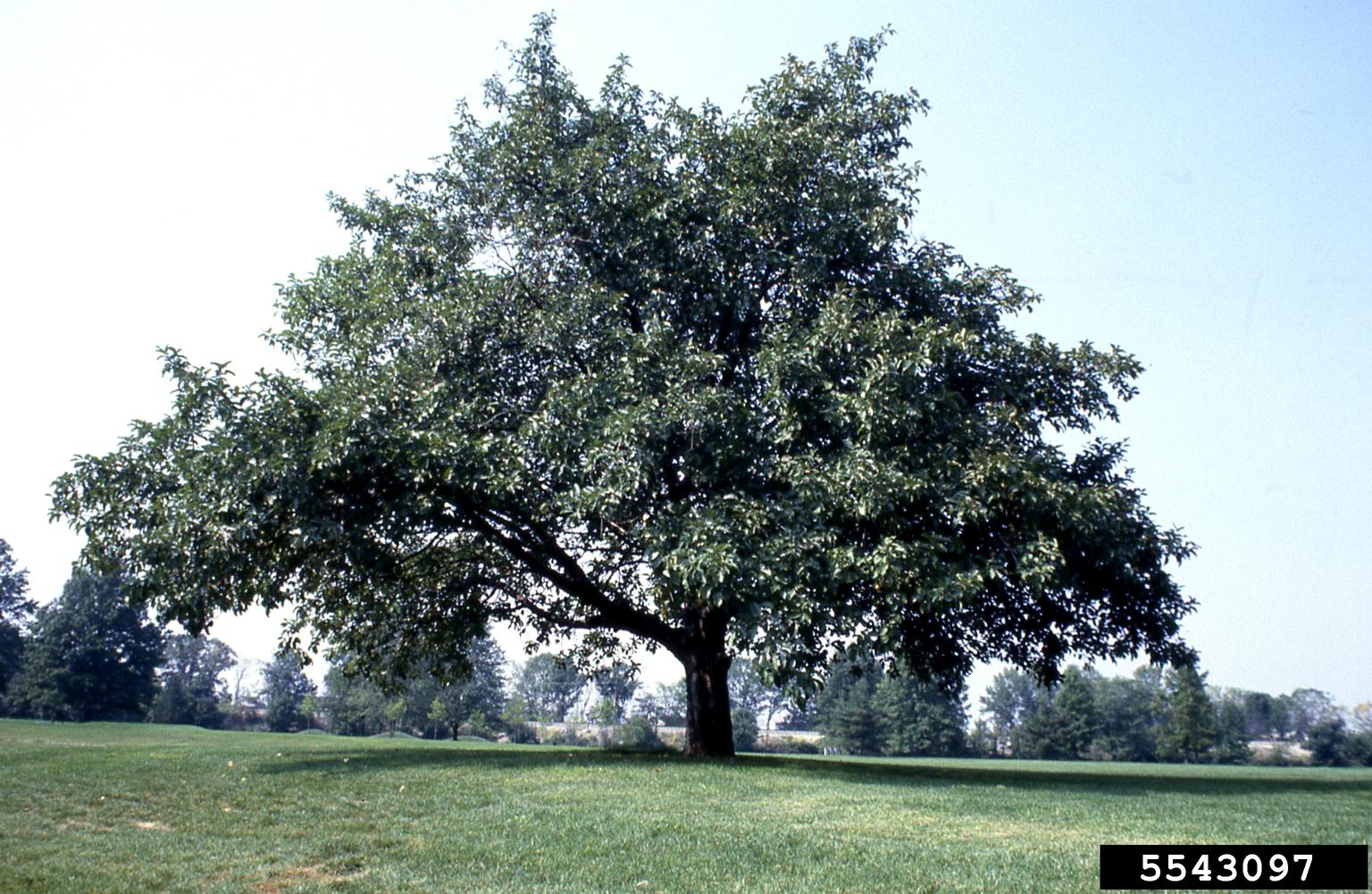 paradise apple (Malus pumila P. Mill.)