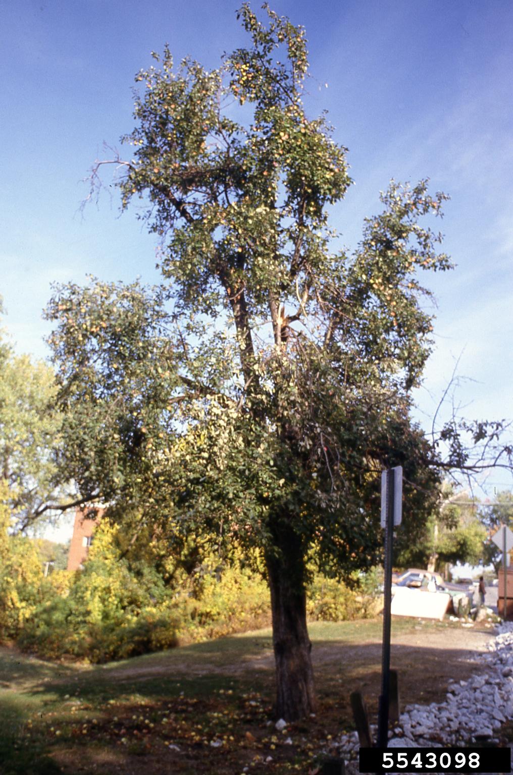 paradise apple (Malus pumila P. Mill.)