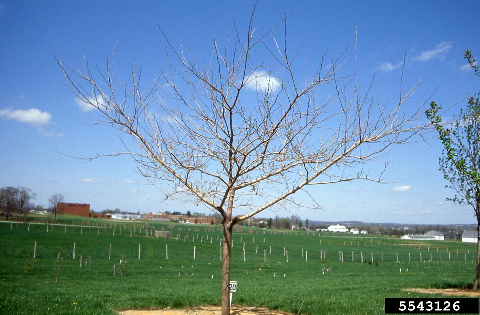 white mulberry, Morus alba (Urticales: Moraceae) - 5543126
