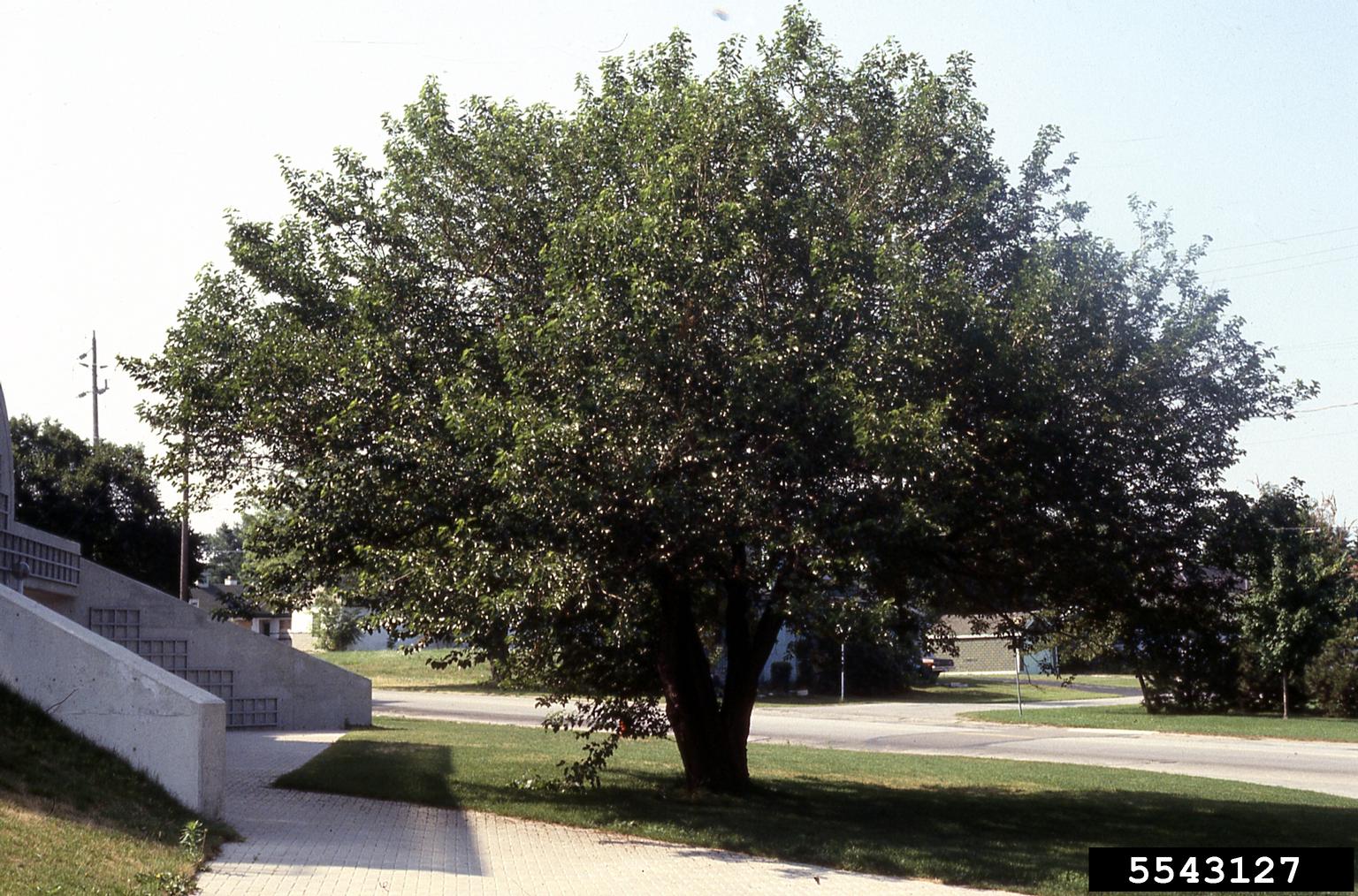 white mulberry (Morus alba L.)