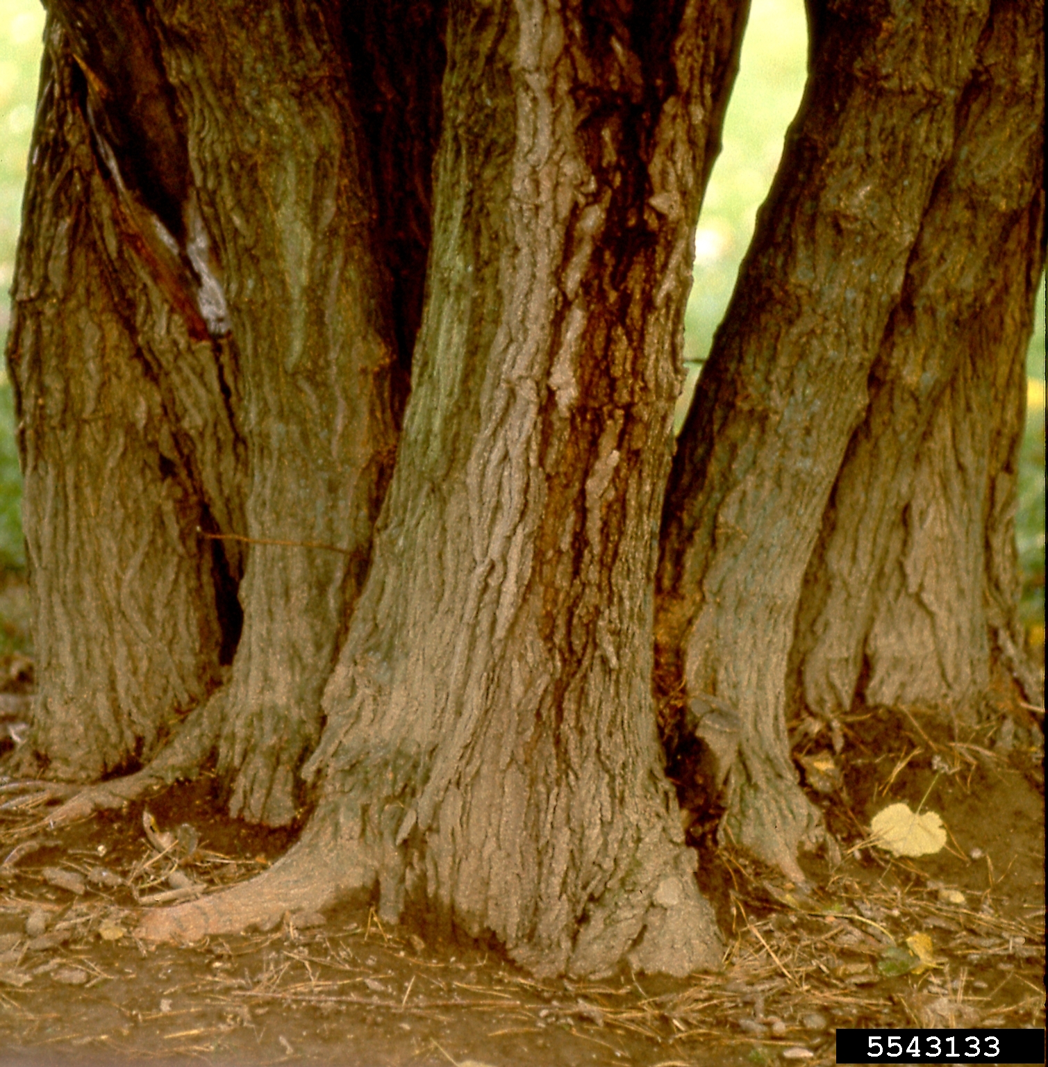red mulberry (Morus rubra)