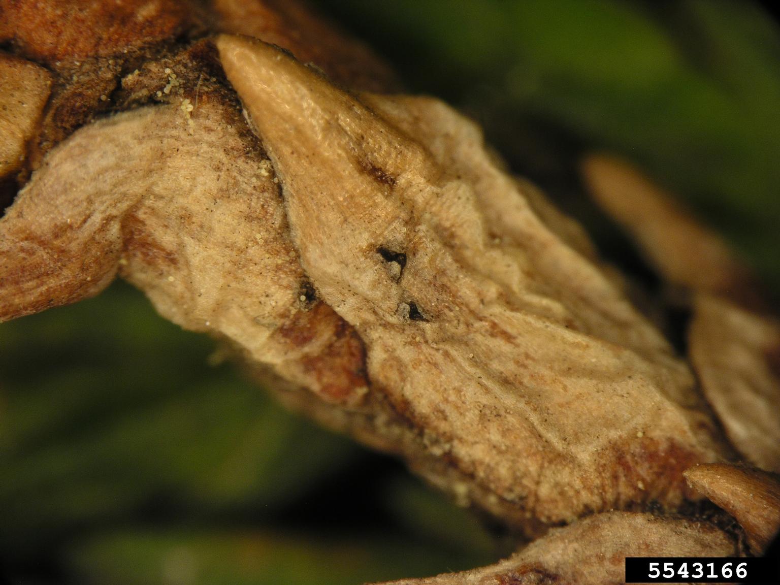 Seiridium cankers (Genus Seiridium Nees)