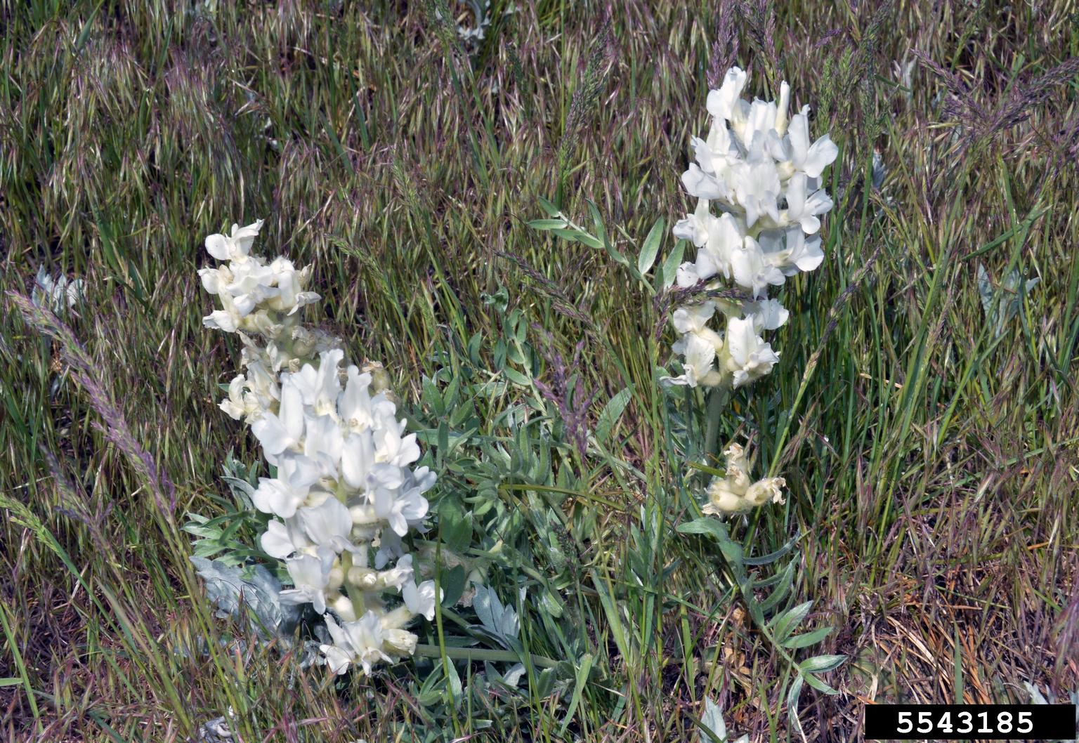 chickpea milkvetch, cicer milkvetch (Astragalus cicer L.)