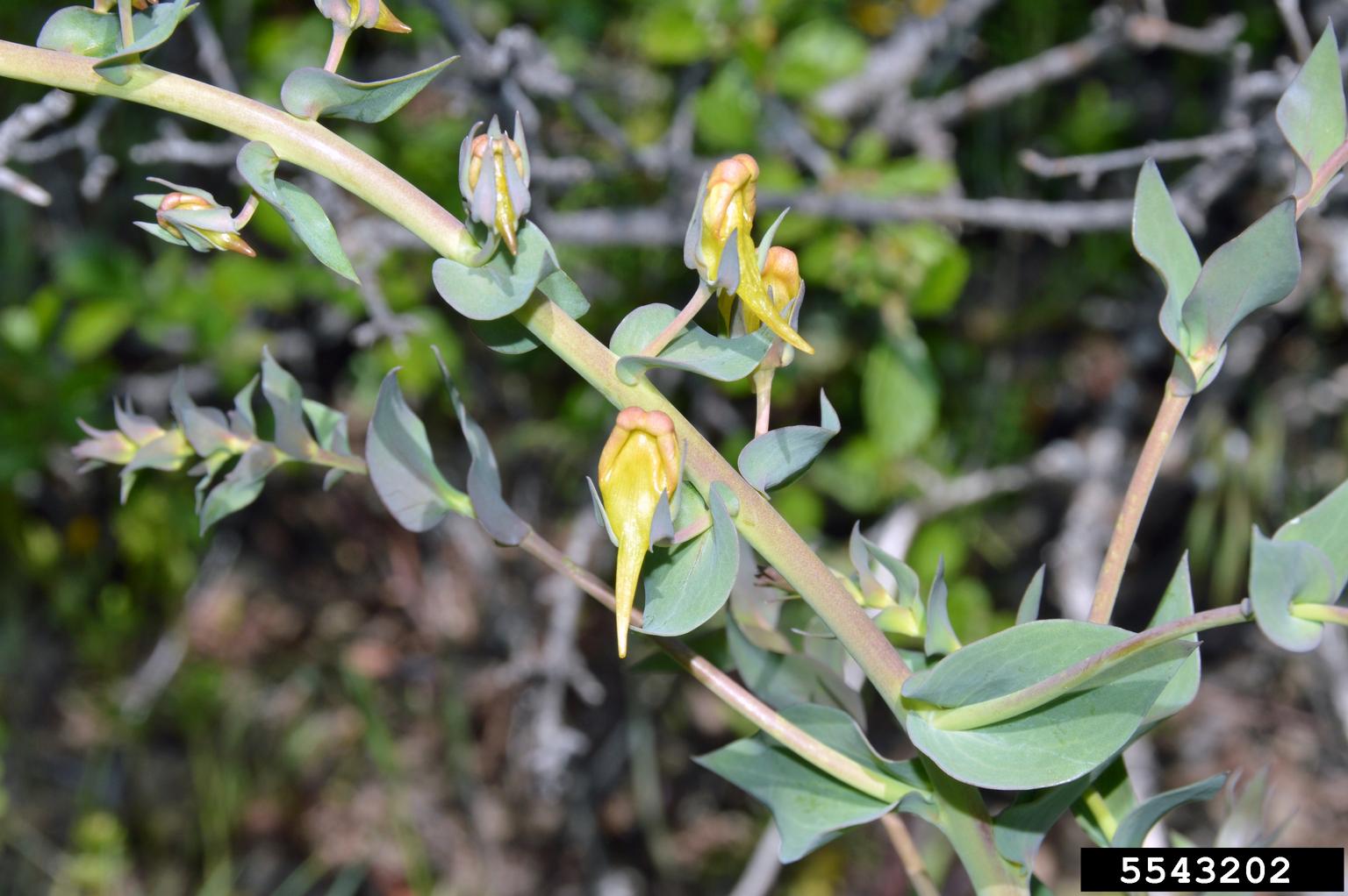broomleaf toadflax (Linaria genistifolia)