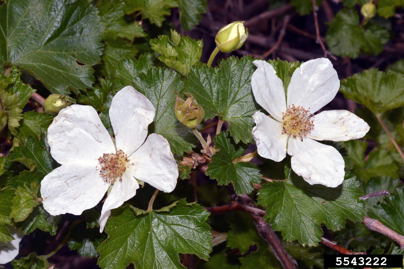 delicious raspberry (Rubus deliciosus Torr.)