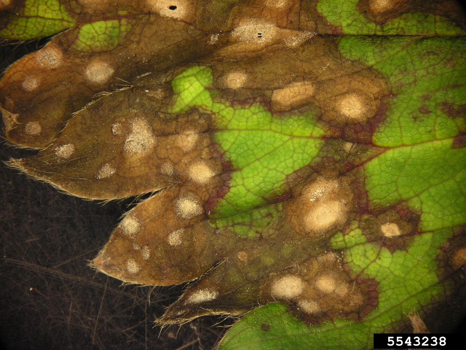 strawberry leaf spot (Mycosphaerella fragariae ) on strawberry ...