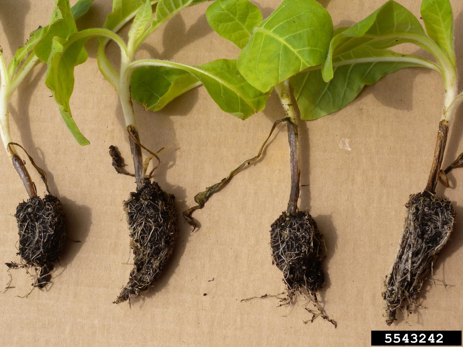 bacterial soft rot (Pectobacterium carotovorum (Jones 1901) Waldee 1945 ...