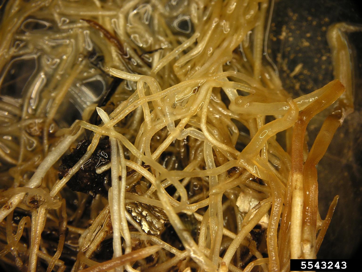 Pythium diseases (Genus Pythium Pringsh.)