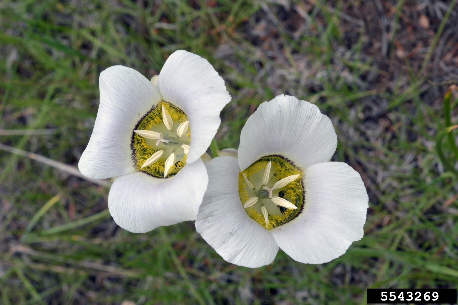 Gunnison's mariposa lily (Calochortus gunnisonii)