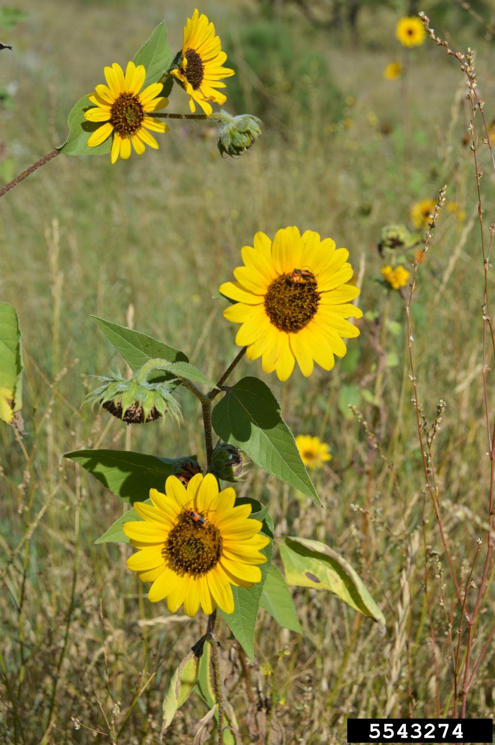 common sunflower (Helianthus annuus)