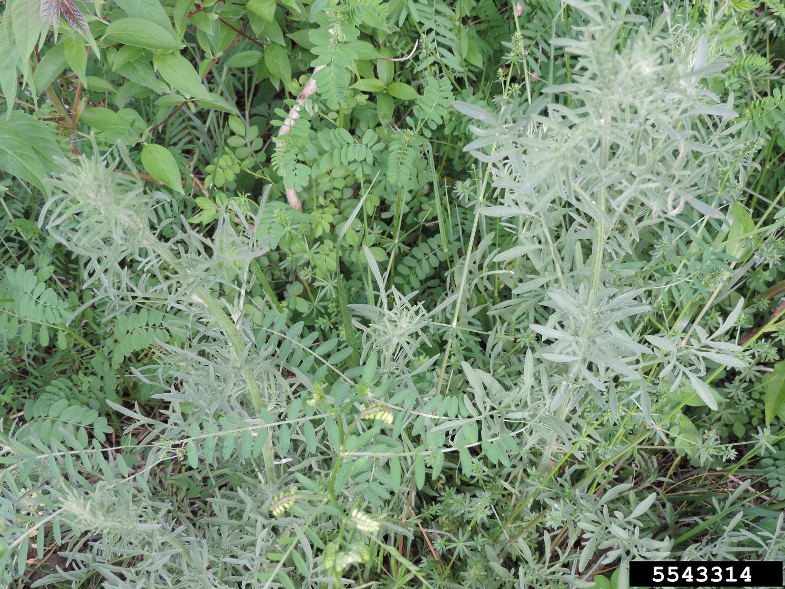 knapweeds, Centaurea spp. (Asterales: Asteraceae) - 5543314