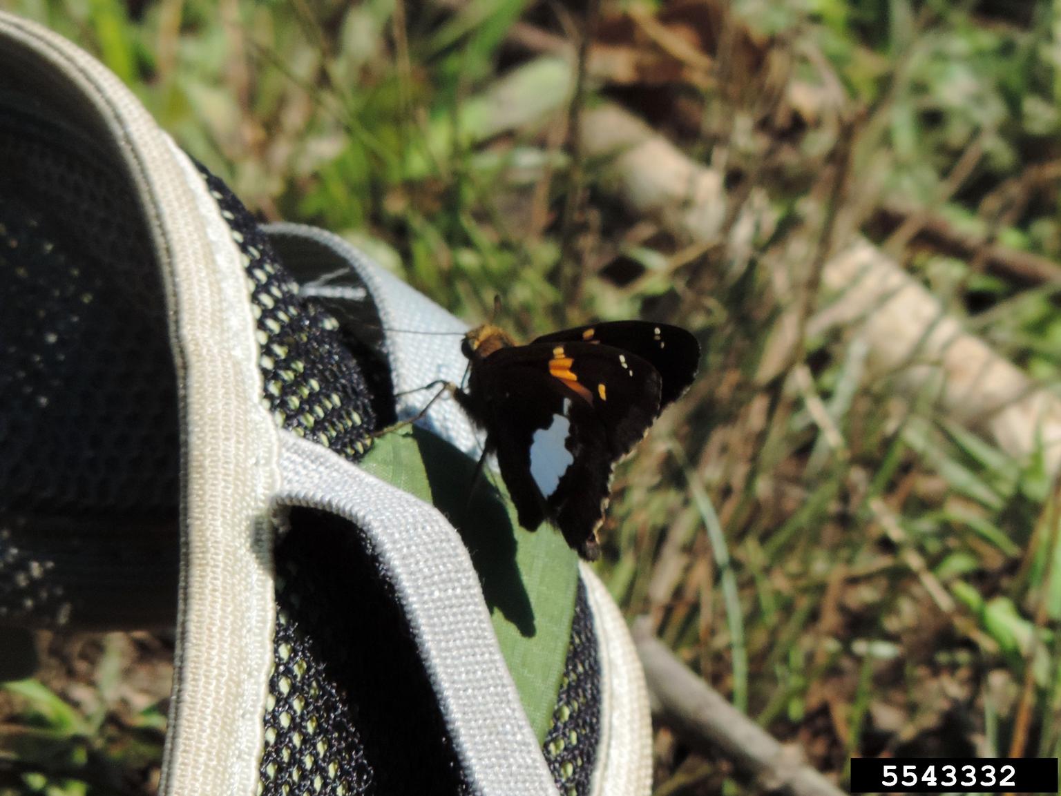 butterflies, moths or skippers, (Lepidoptera: No Family Selected ...