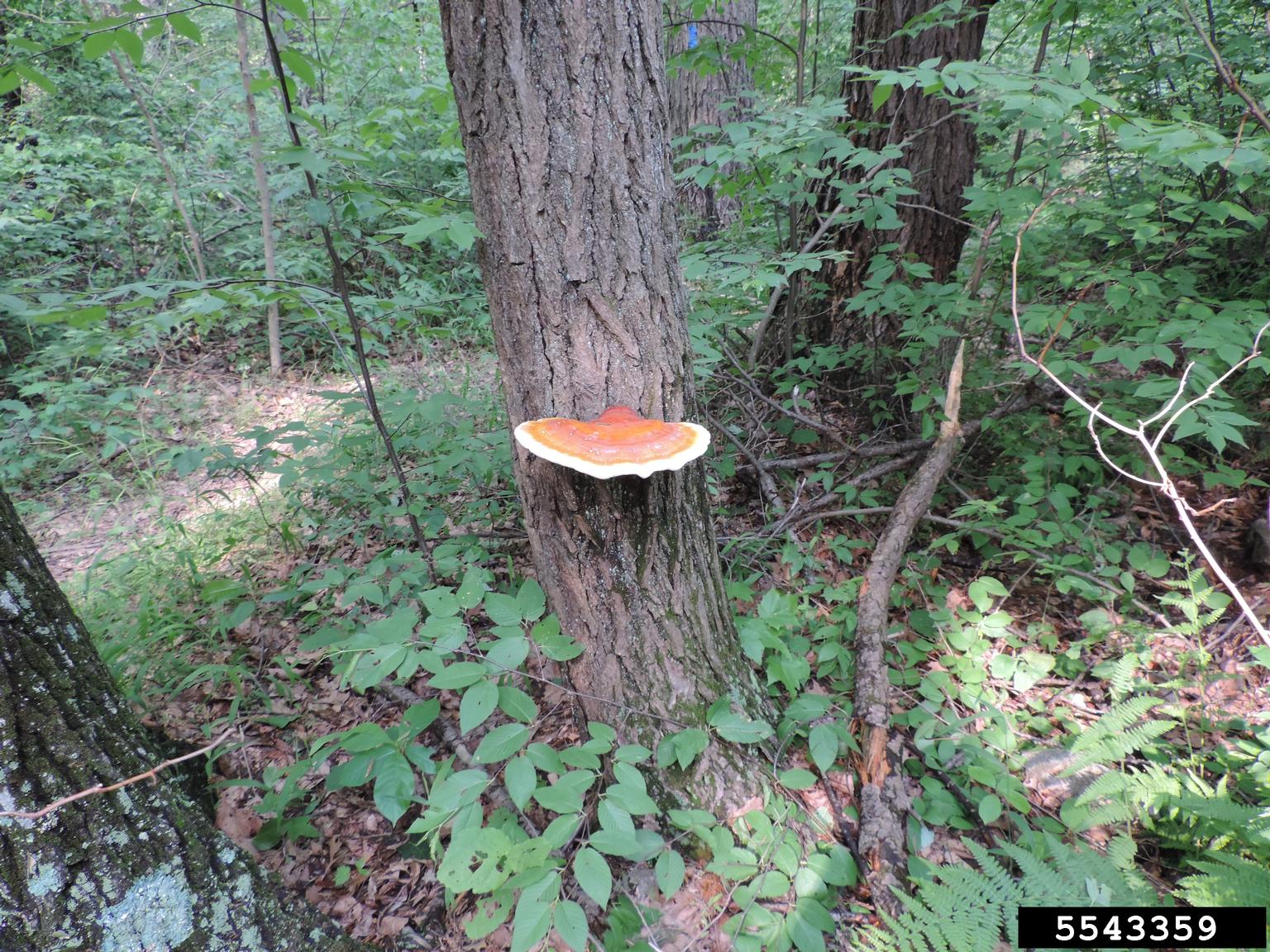 Polypore Fungi Genus Polyporus Polypore Fungi Genus Polyporus