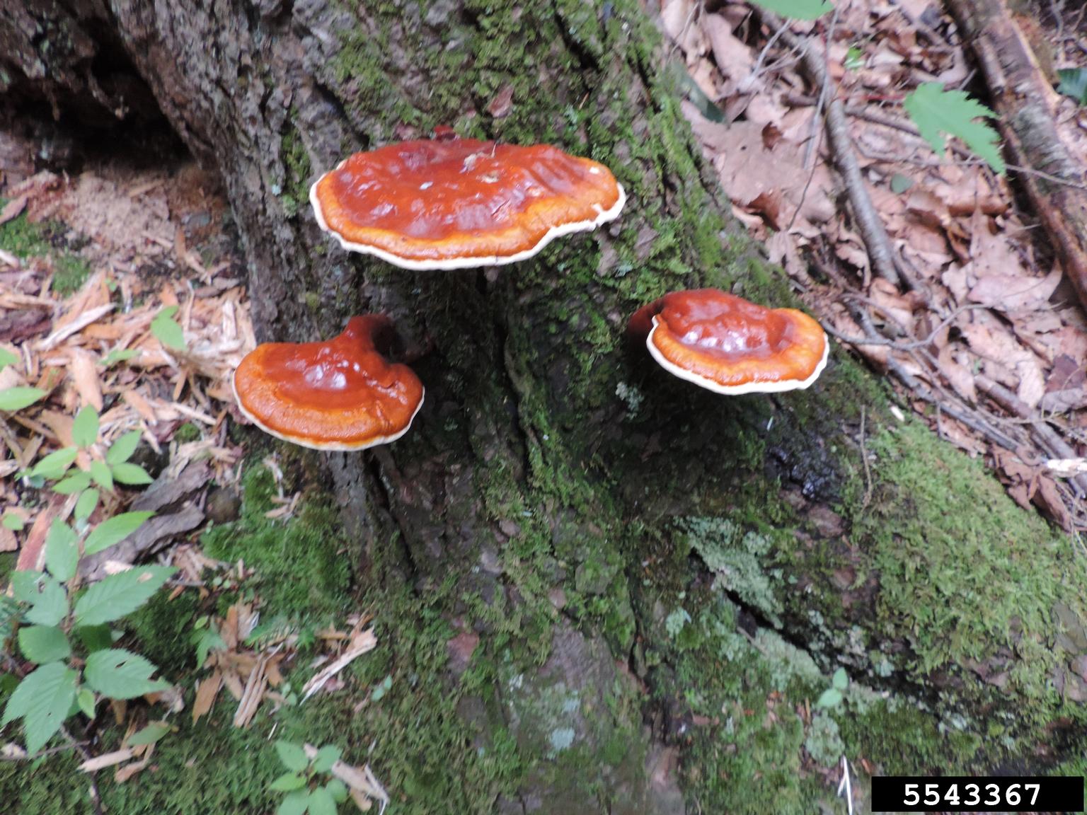 poroid wood decay fungi (Genus Ganoderma P. Karst.)