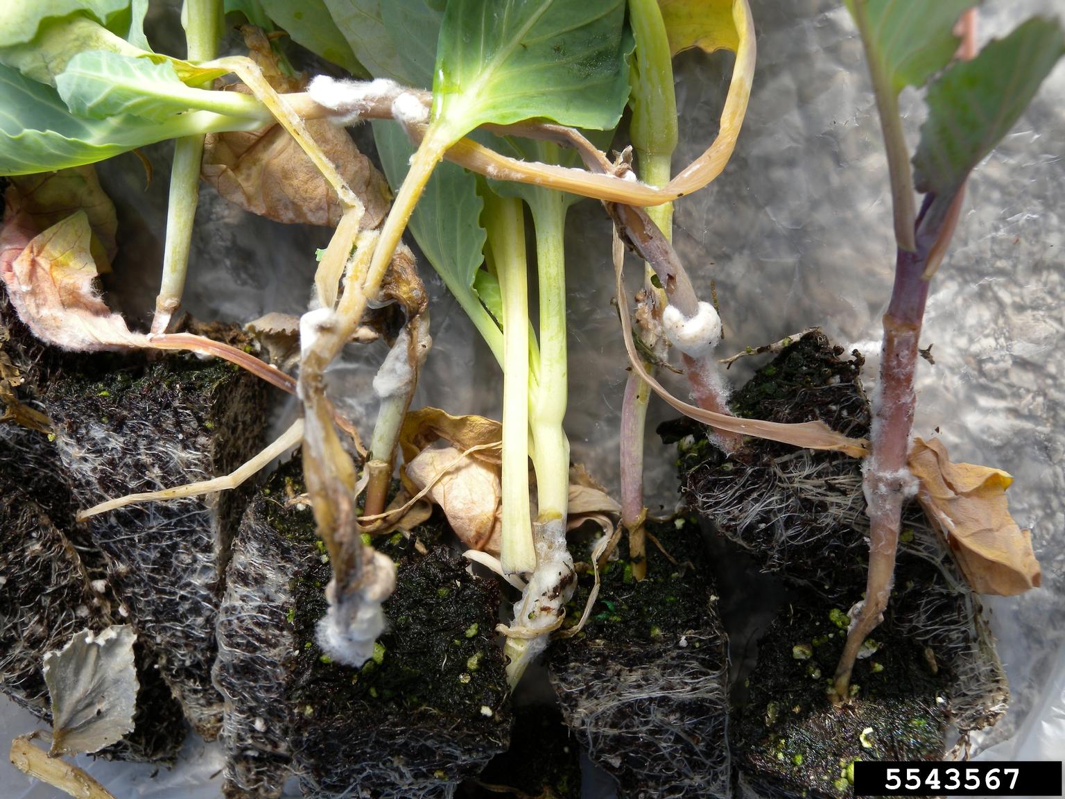 Sclerotinia timber rot (Sclerotinia sclerotiorum)