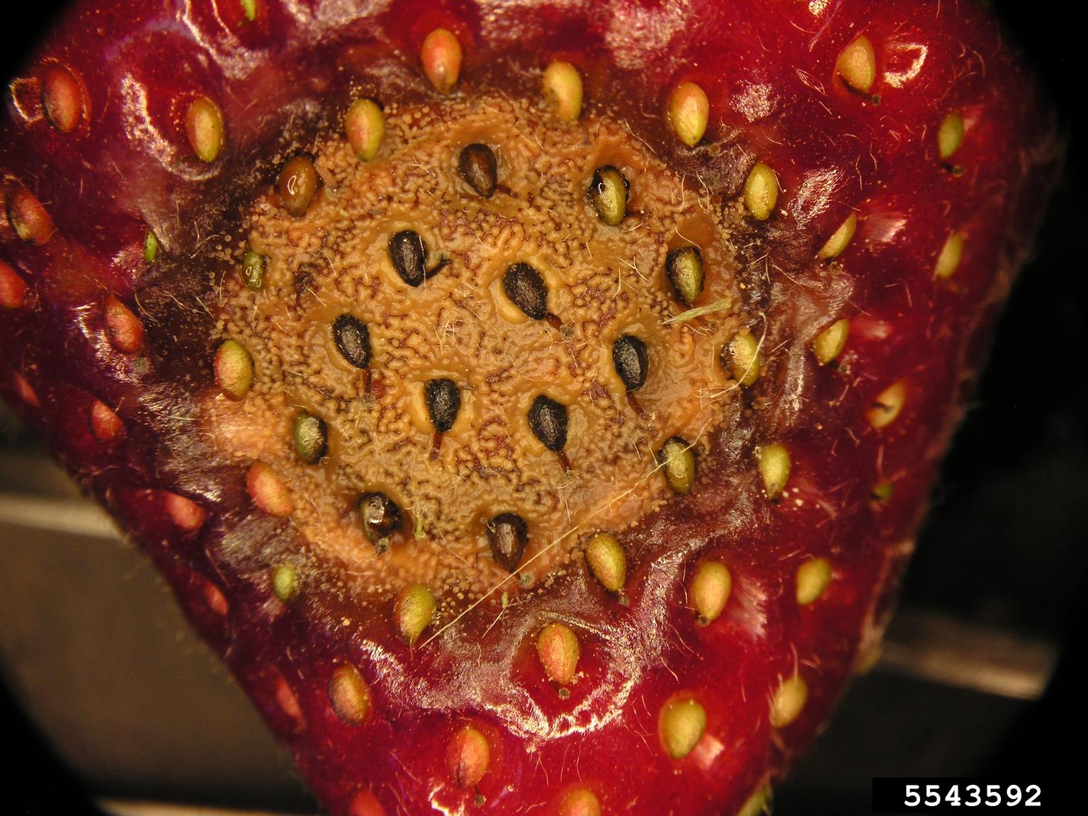 anthracnose (Genus Colletotrichum)