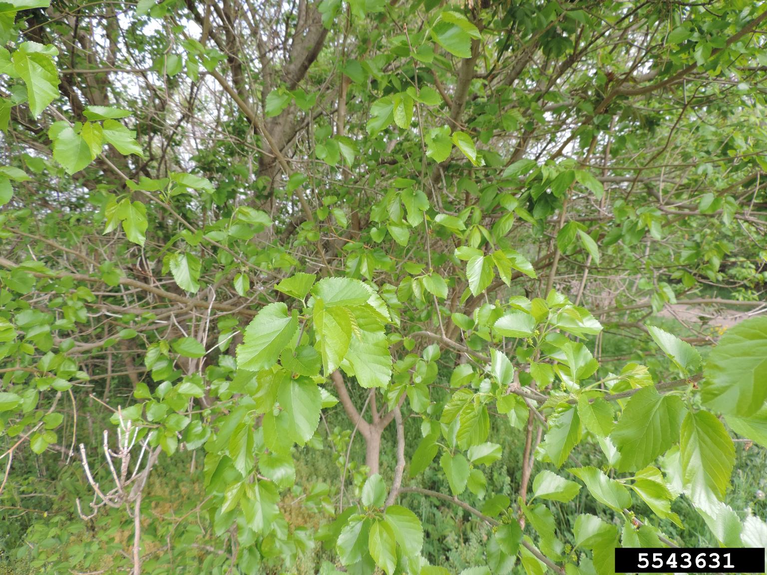 mulberry (Genus Morus)