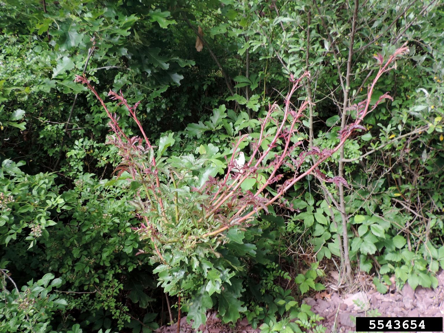 Rose Rosette Disease RRD Emaravirus Rose Rosette Disease rose-rosette-disease-rrd-emaravirus-rose-rosette-disease
