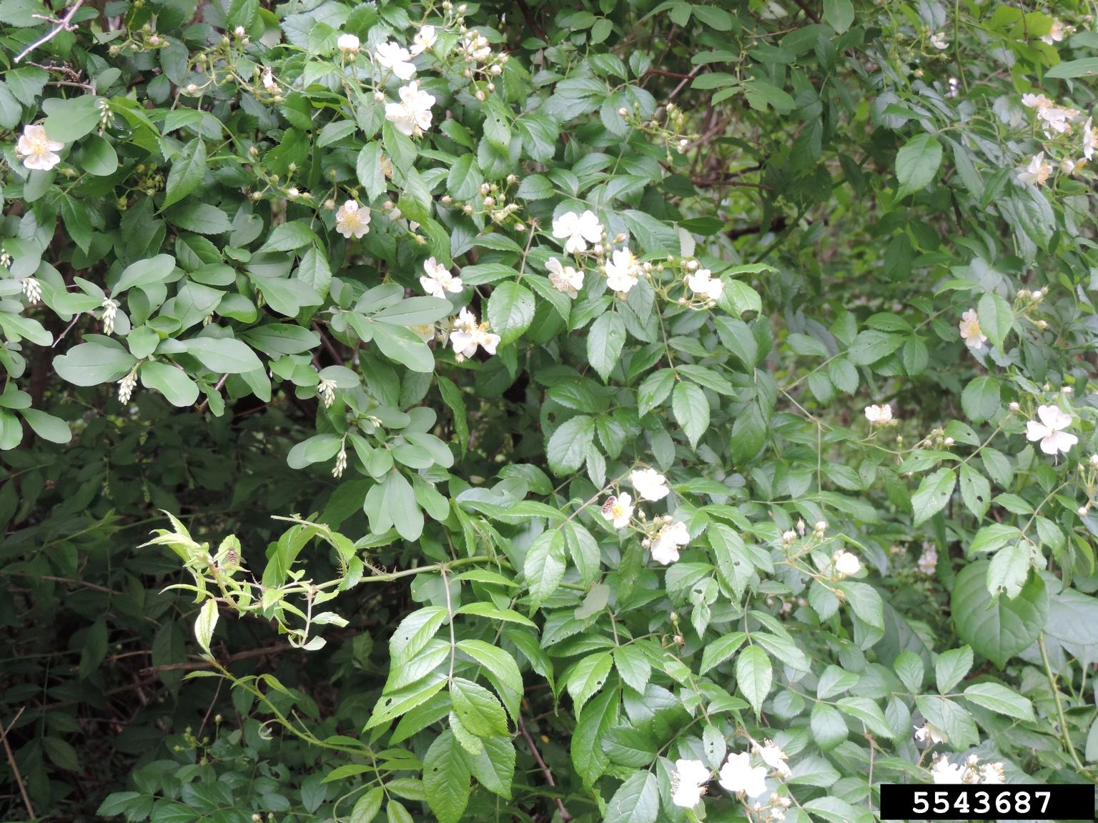 multiflora rose (Rosa multiflora Thunb.)