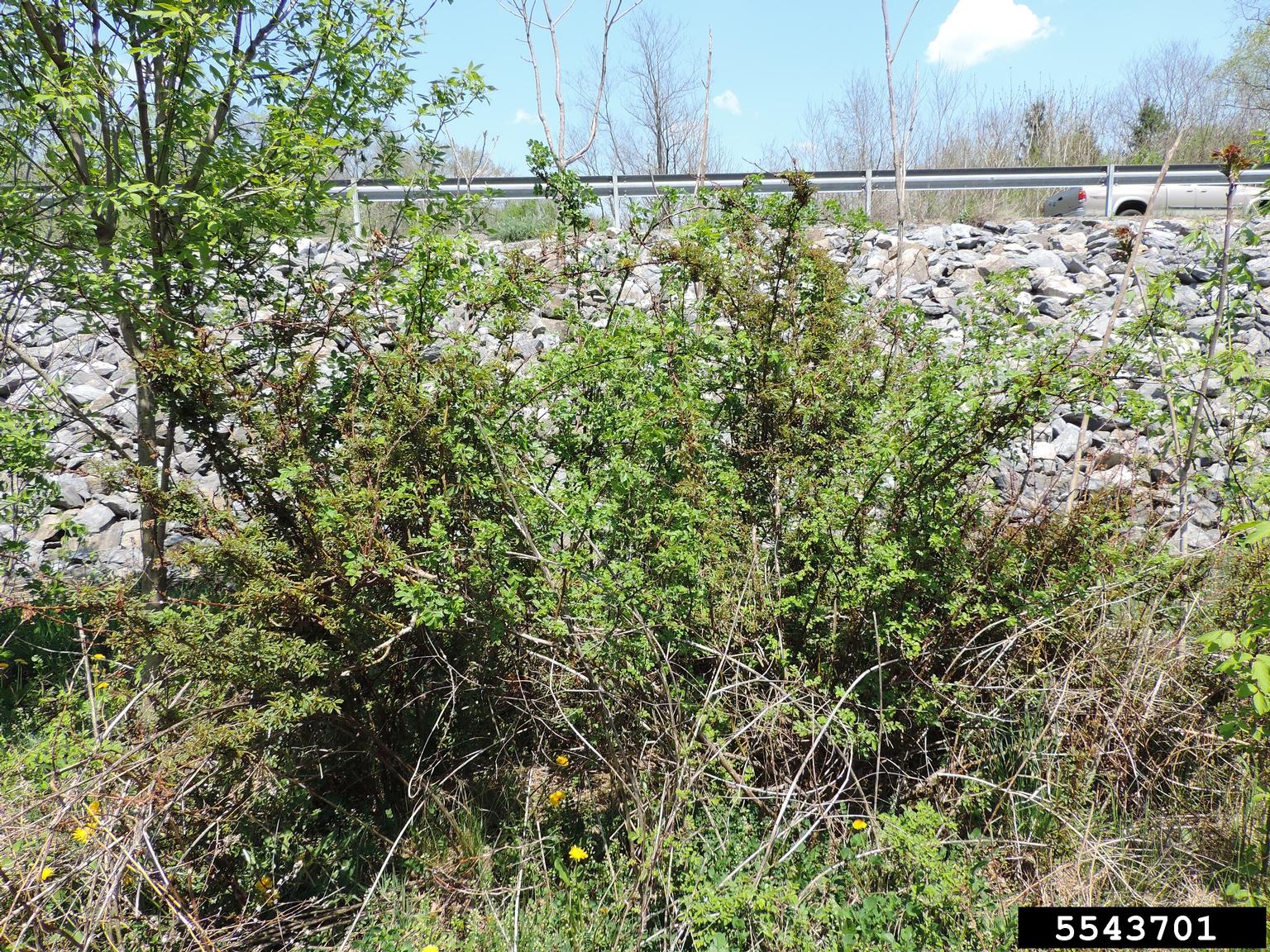 rose rosette disease (RRD) (Emaravirus Rose rosette disease)