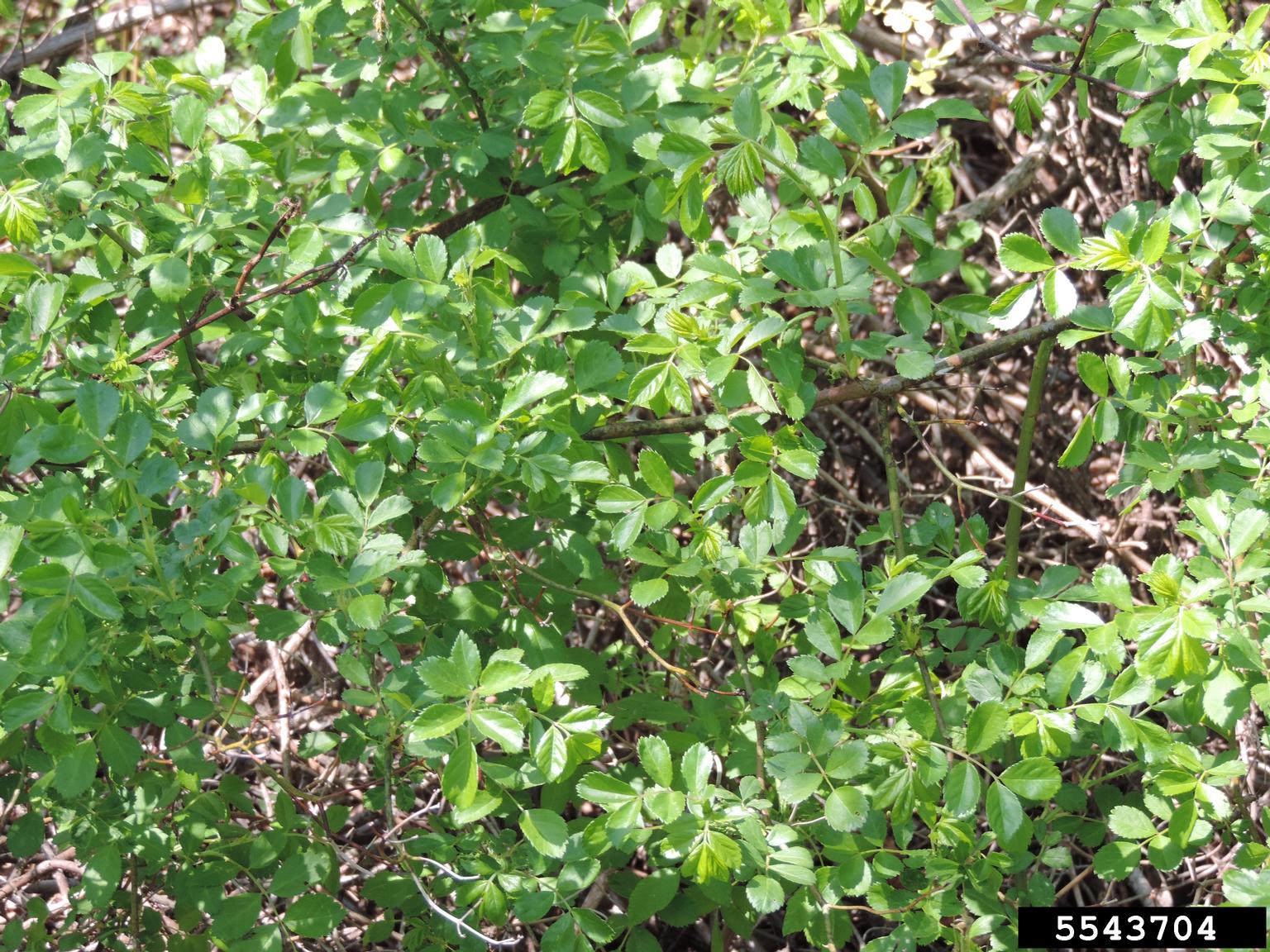 multiflora rose (Rosa multiflora)