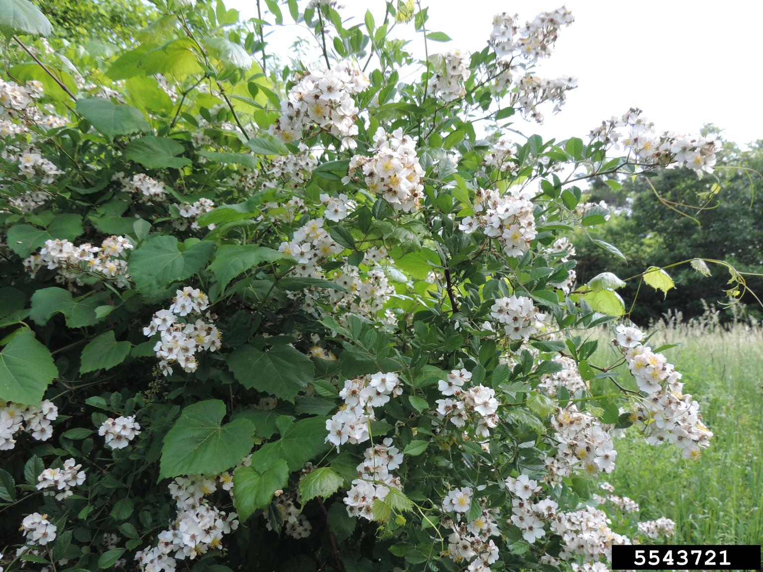 multiflora rose (Rosa multiflora Thunb.)