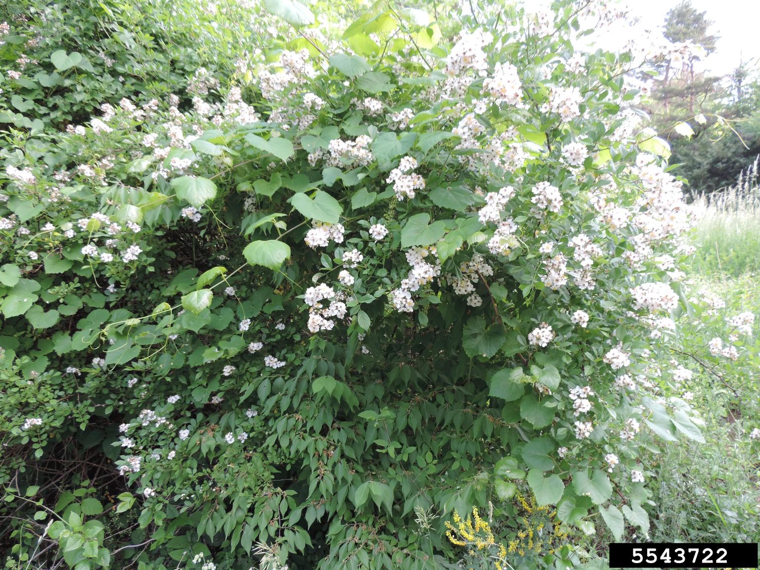 multiflora rose (Rosa multiflora Thunb.)