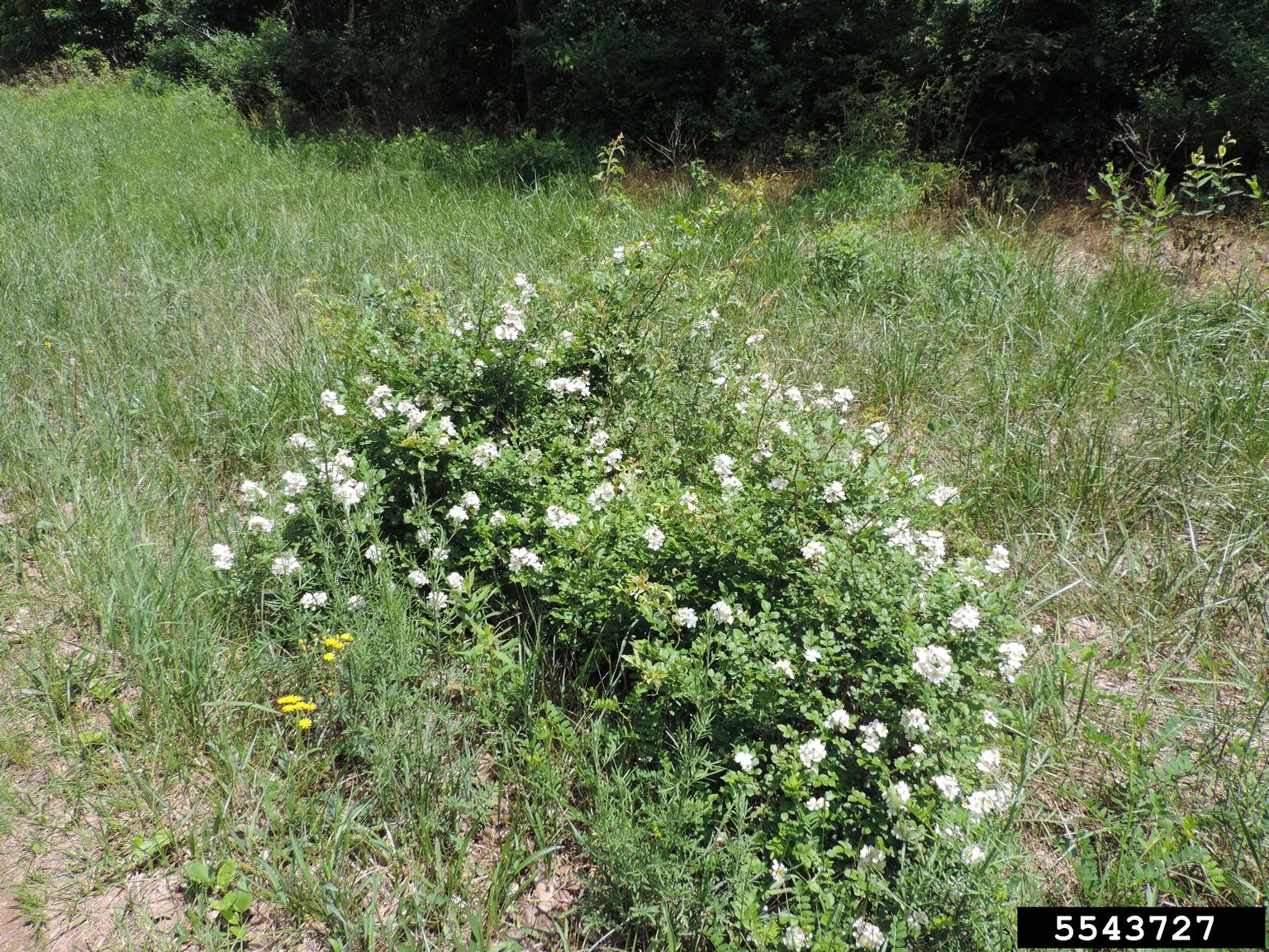 multiflora rose (Rosa multiflora Thunb.)