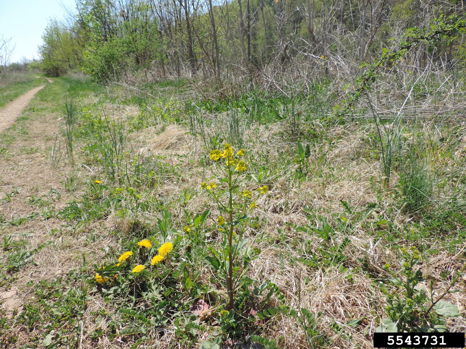 white mustard (Sinapis alba L.)