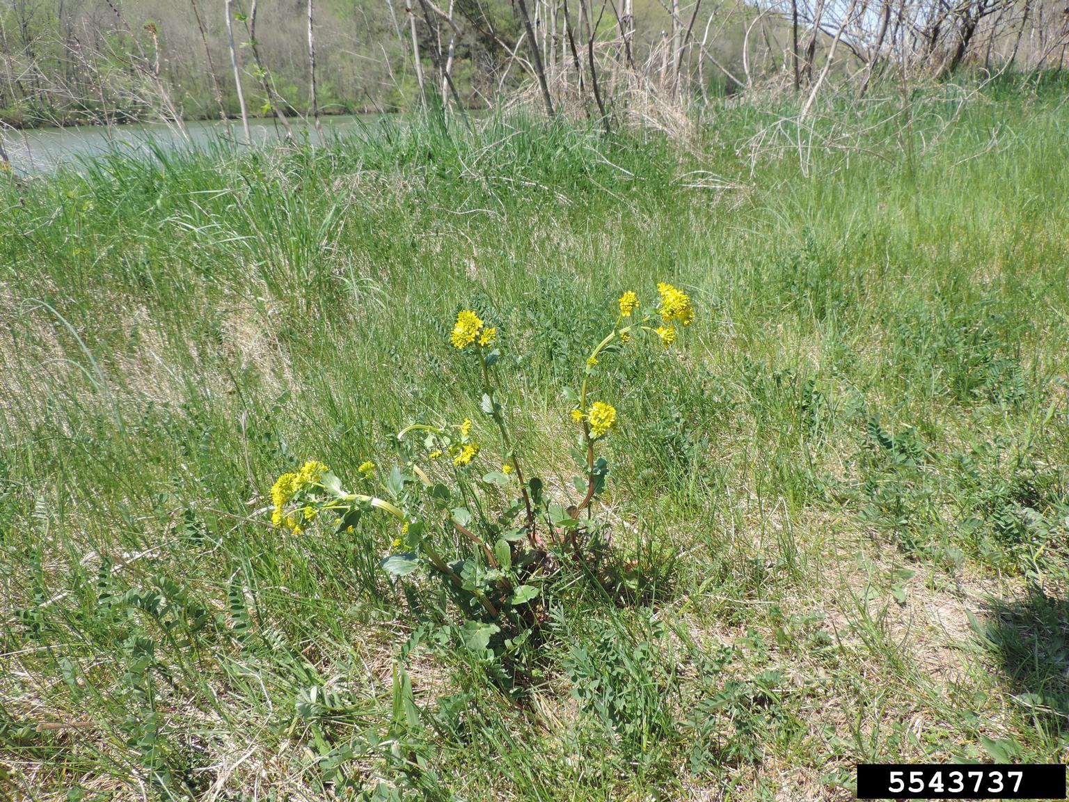 white mustard (Sinapis alba L.)