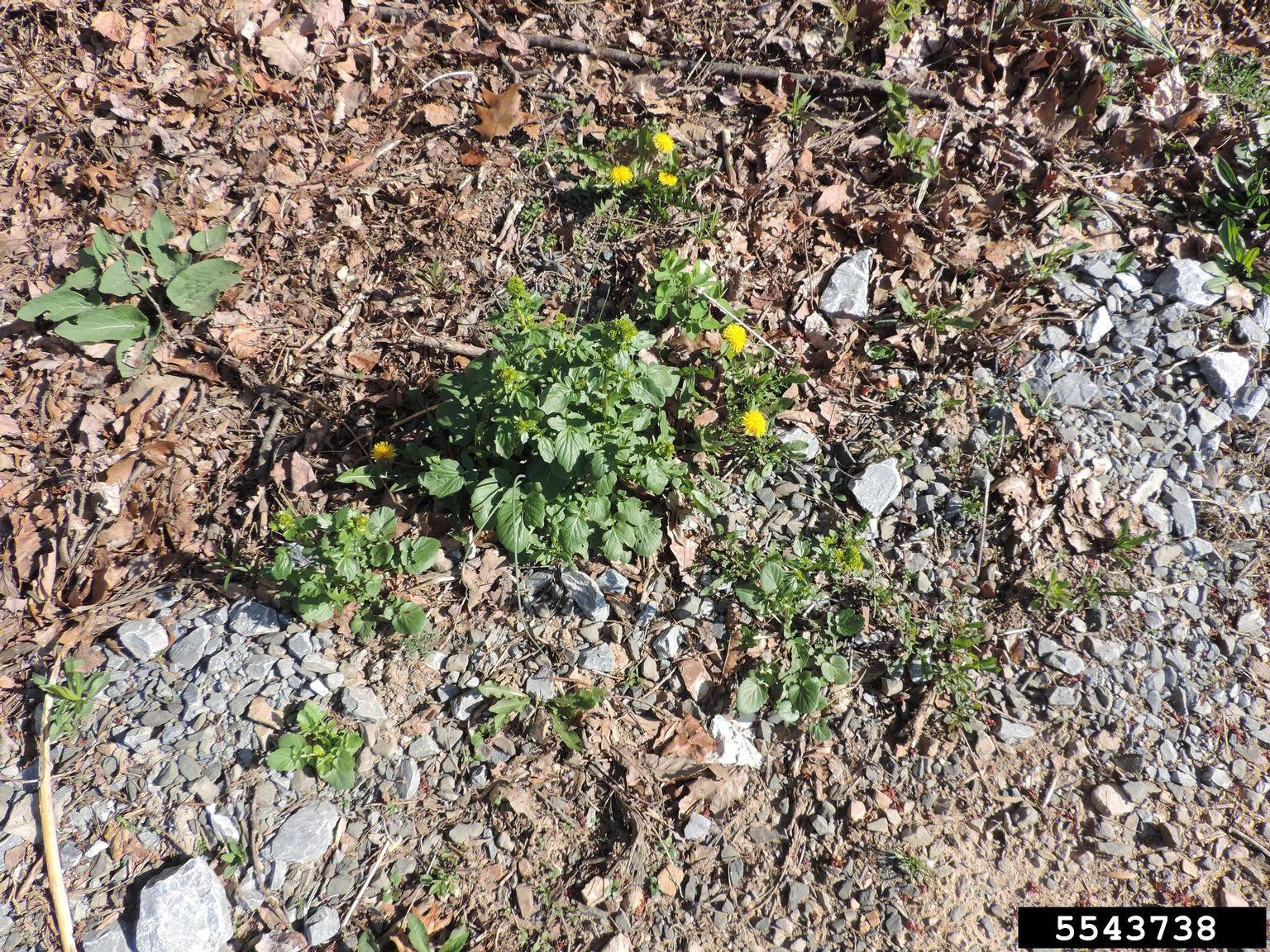 white mustard (Sinapis alba L.)