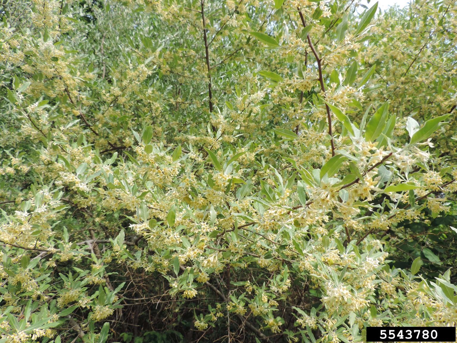 thorny olive (Elaeagnus pungens Thunb.)