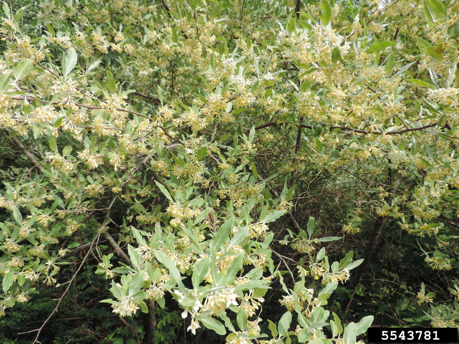 thorny olive (Elaeagnus pungens Thunb.)