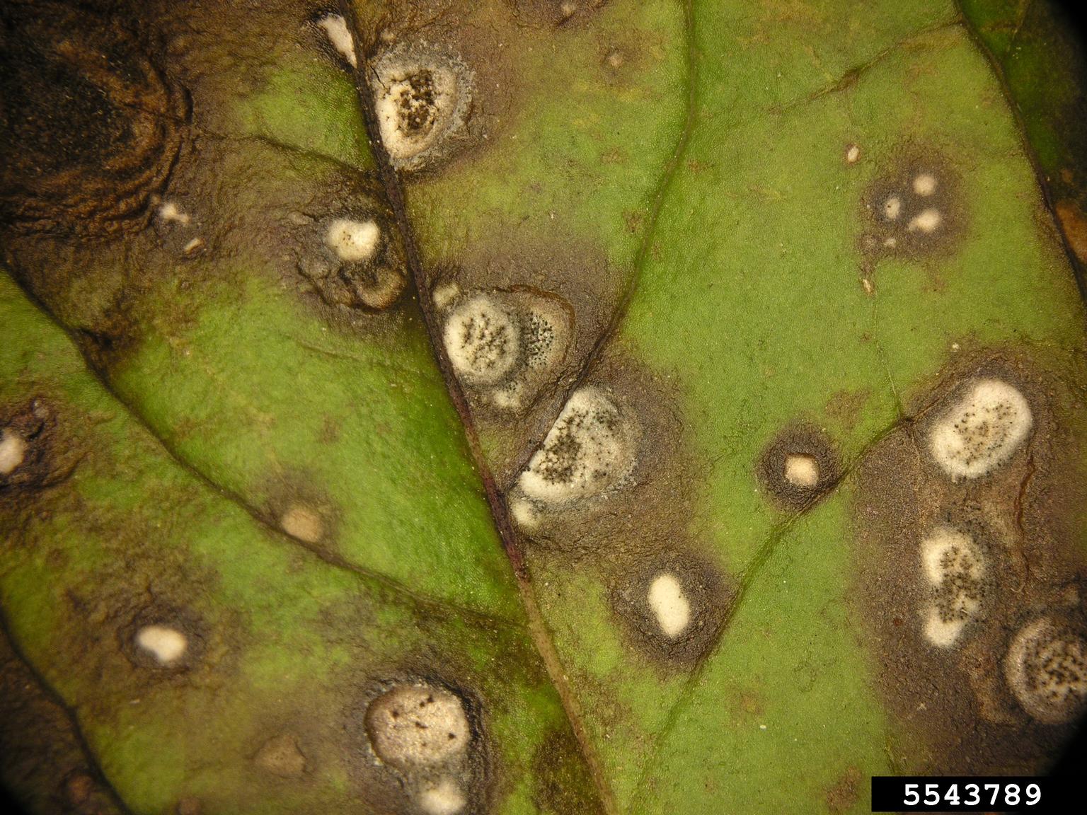 Cercospora fungi (Genus Cercospora)