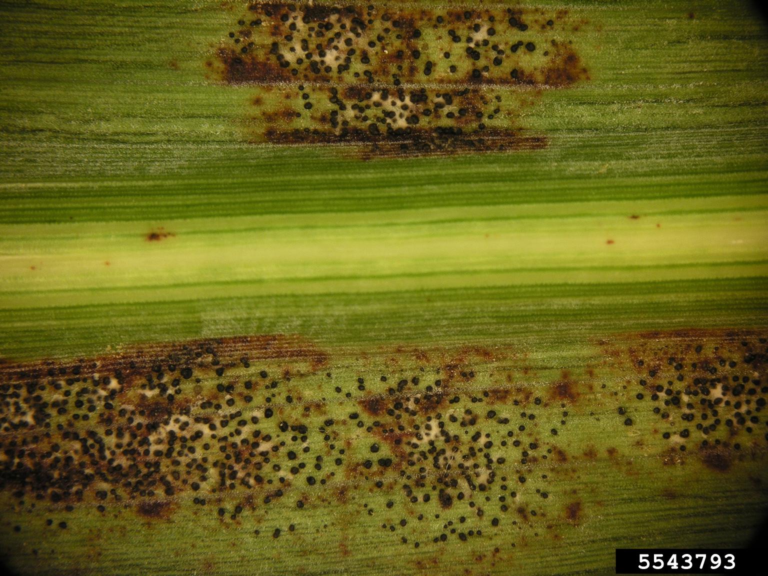 Ascochyta fungi (Genus Ascochyta Lib.)