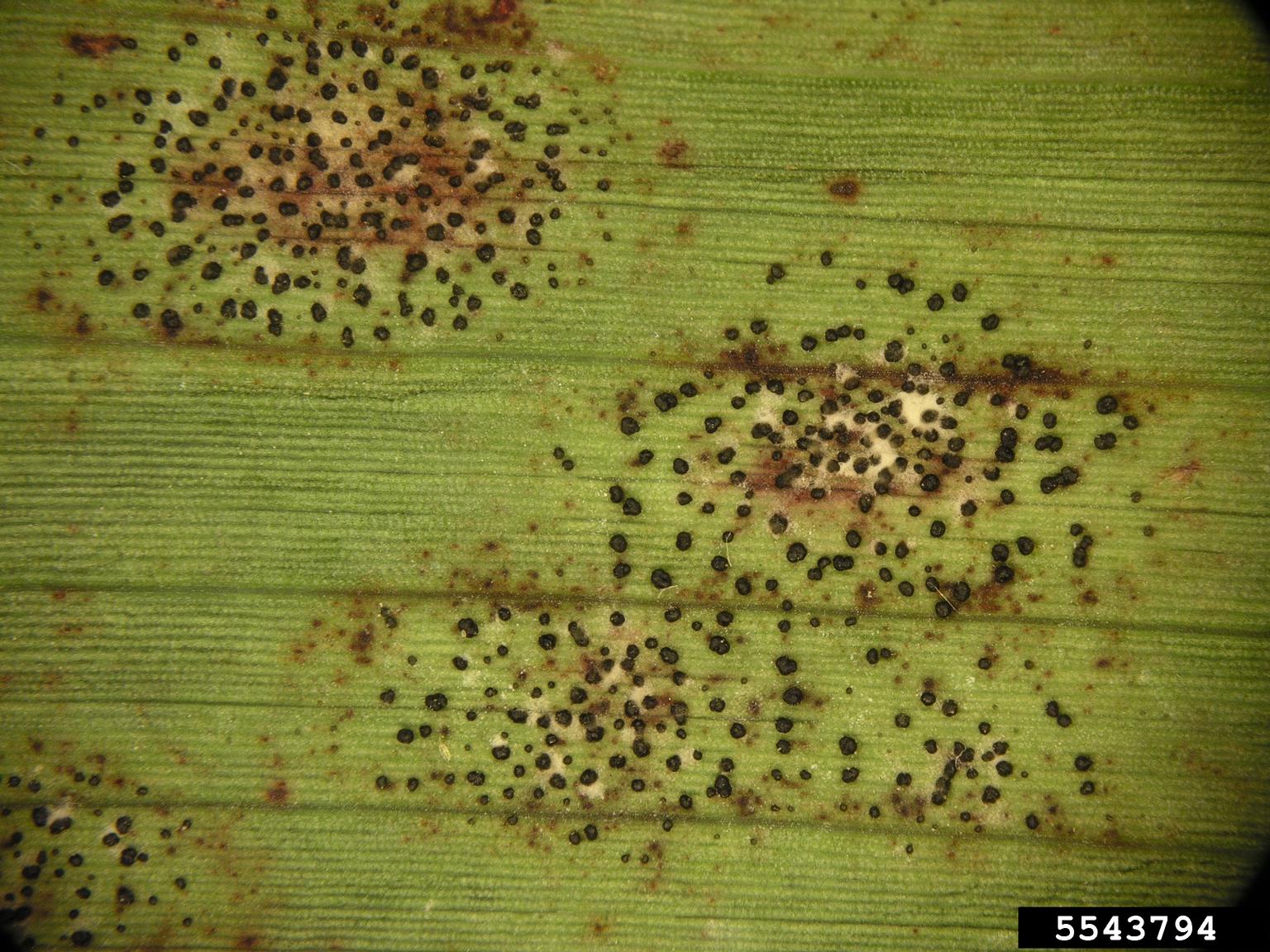 Ascochyta fungi (Genus Ascochyta Lib.)