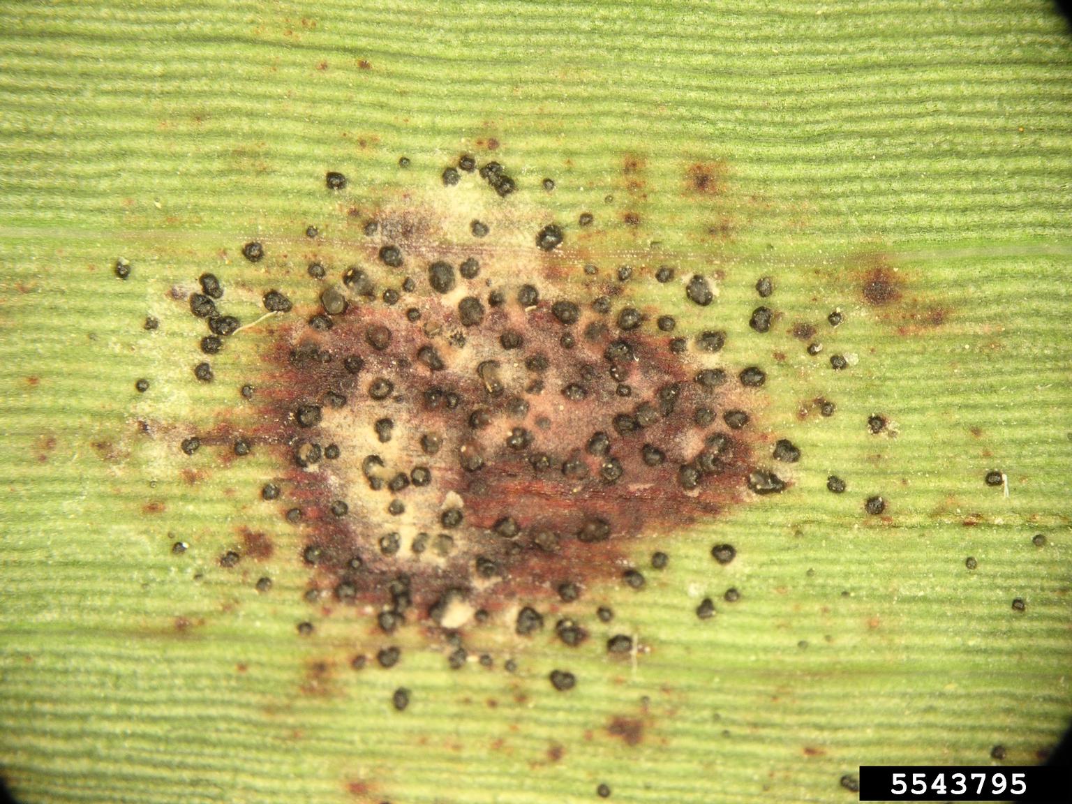 Ascochyta fungi (Genus Ascochyta Lib.)