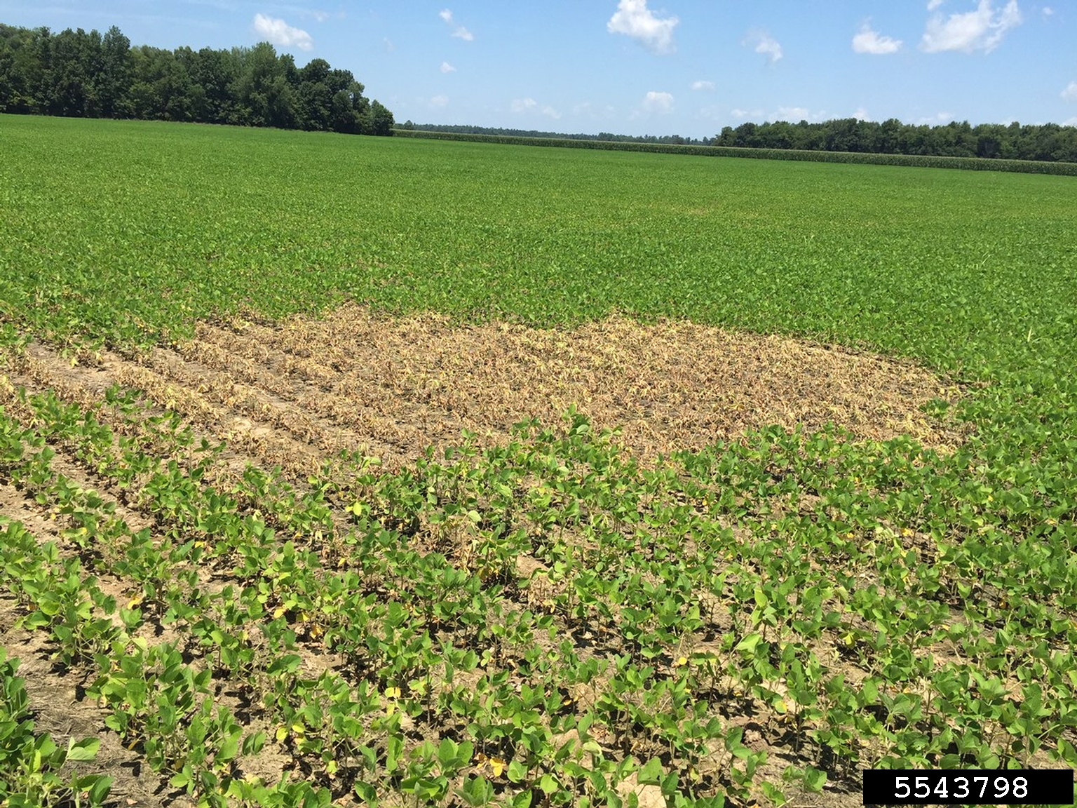 Root and stem rot (Phytophthora sojae)