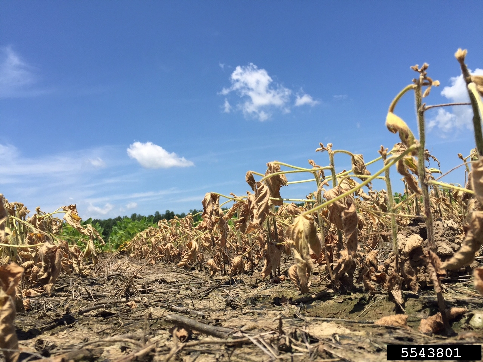 Root and stem rot (Phytophthora sojae)