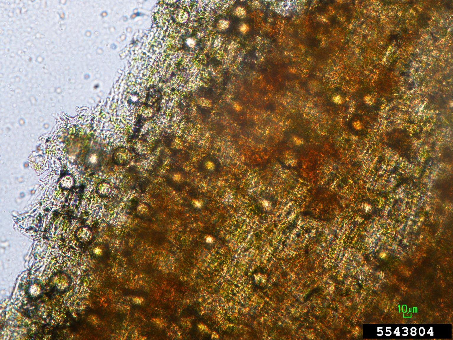 Root and stem rot (Phytophthora sojae)