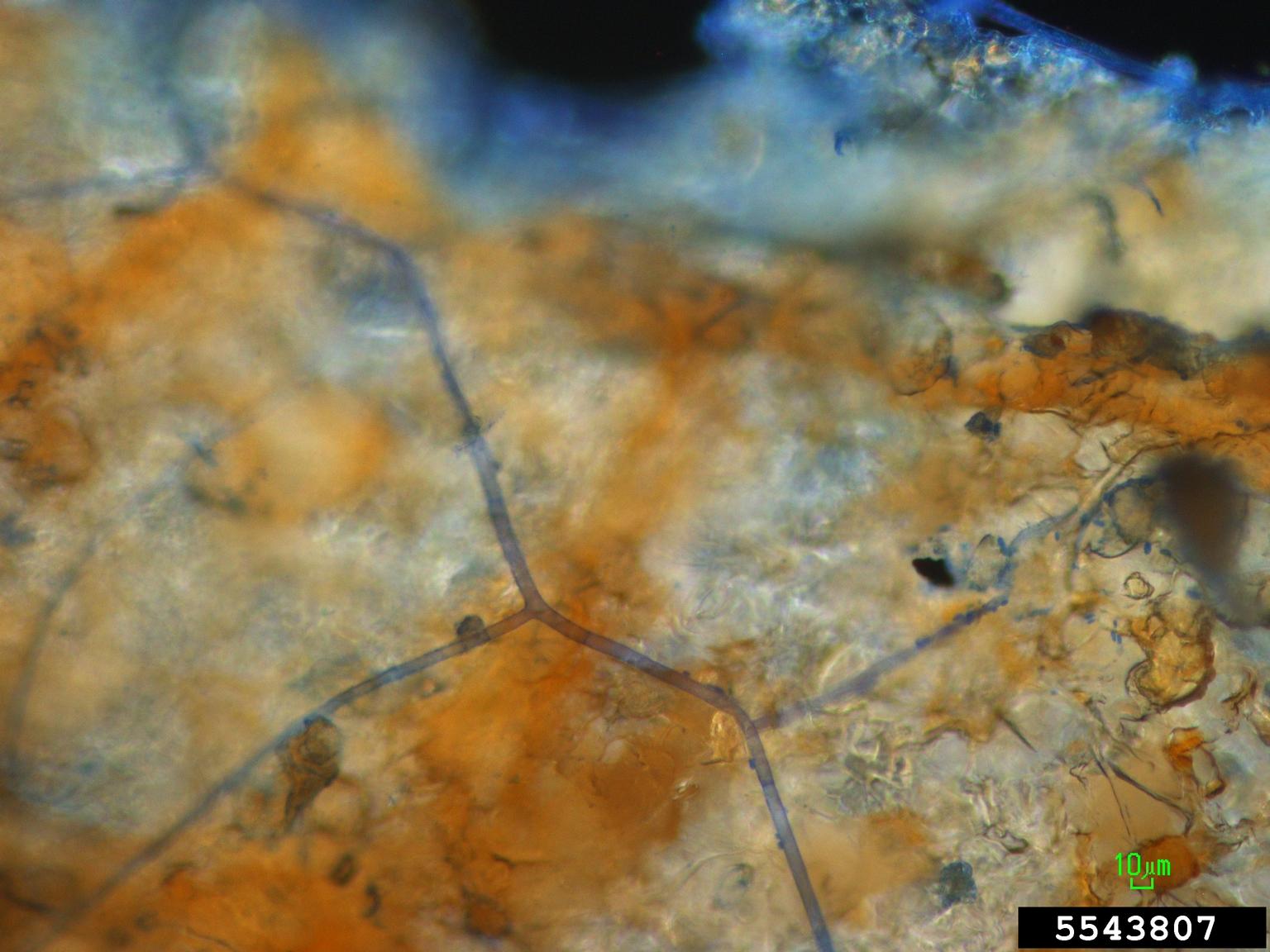 Rhizoctonia damping-off, blight and rot (Rhizoctonia solani J.G. Kühn)