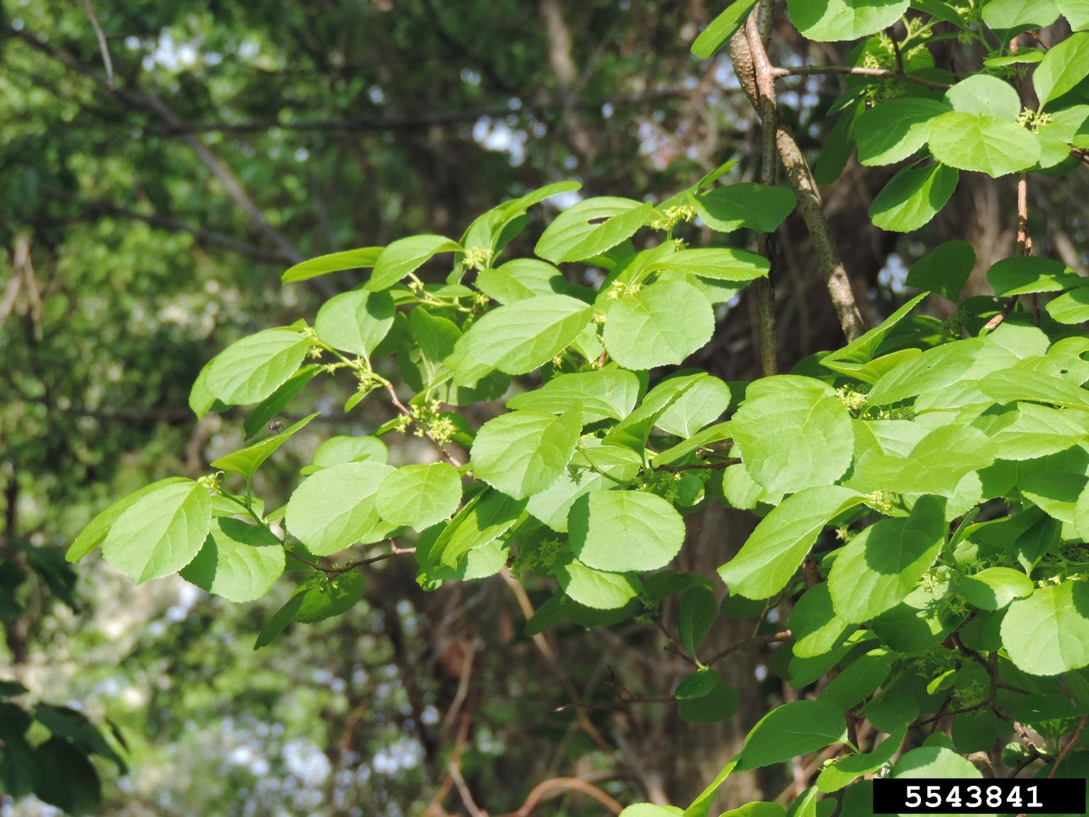 round leaf bittersweet (Celastrus orbiculatus Thunb.)