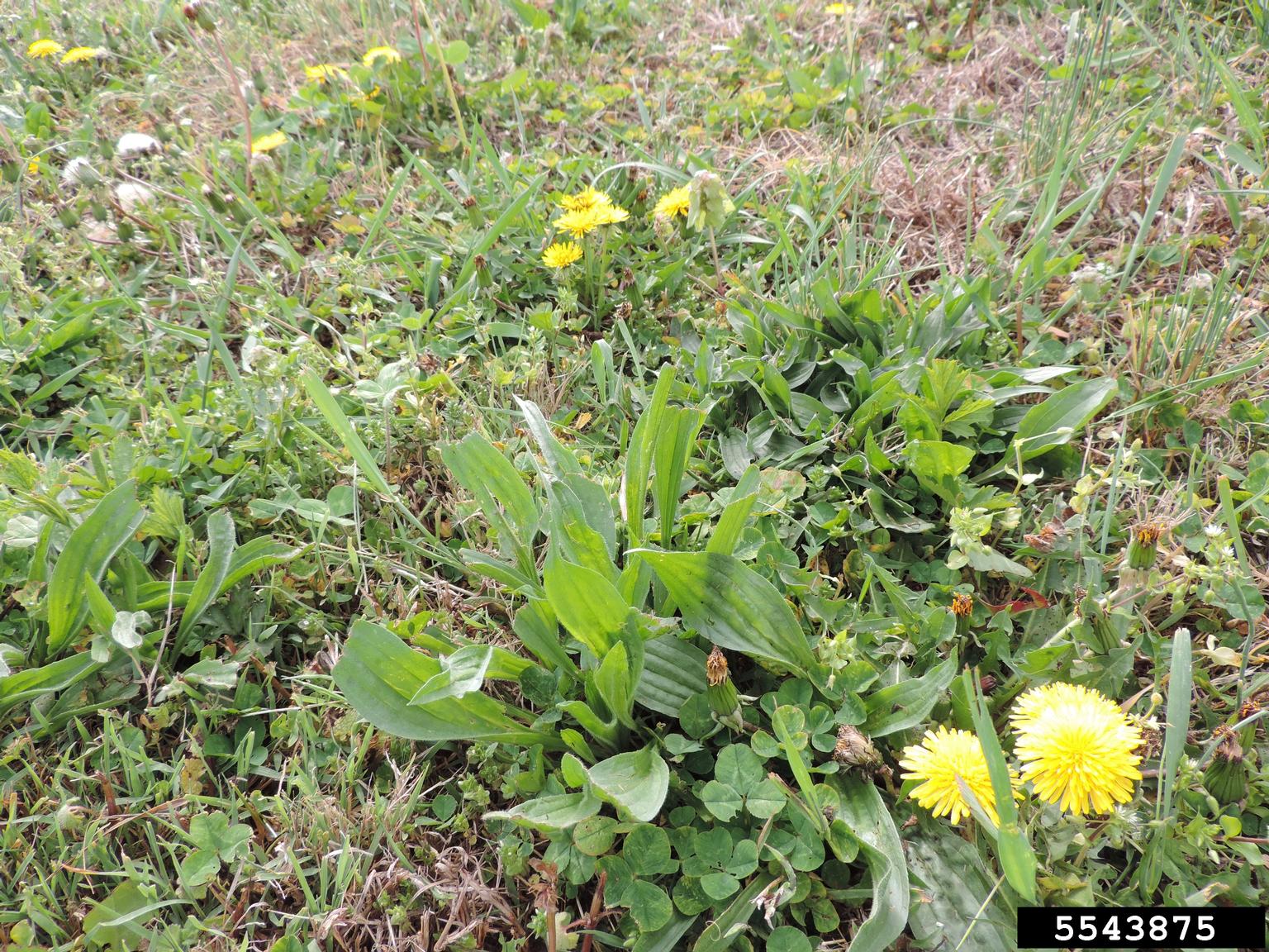 buckhorn plantain (Plantago lanceolata L.)