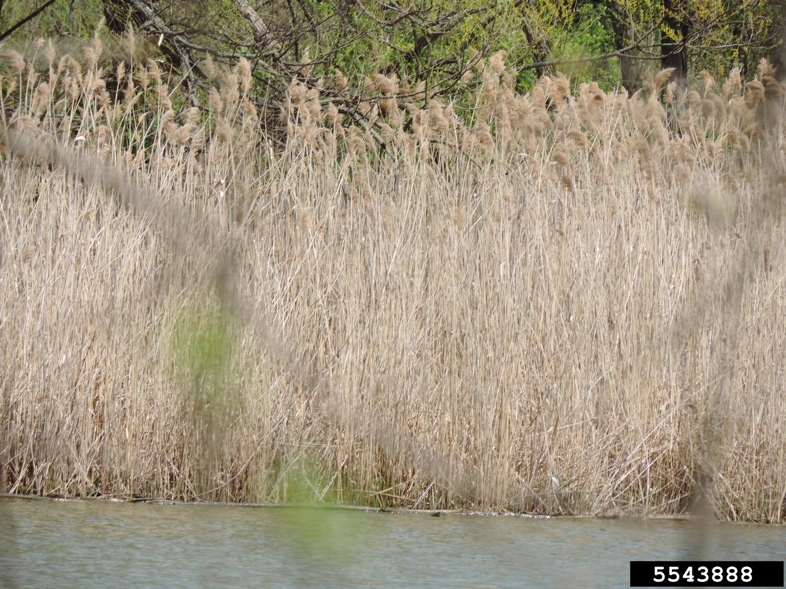 reed (Genus Phragmites)